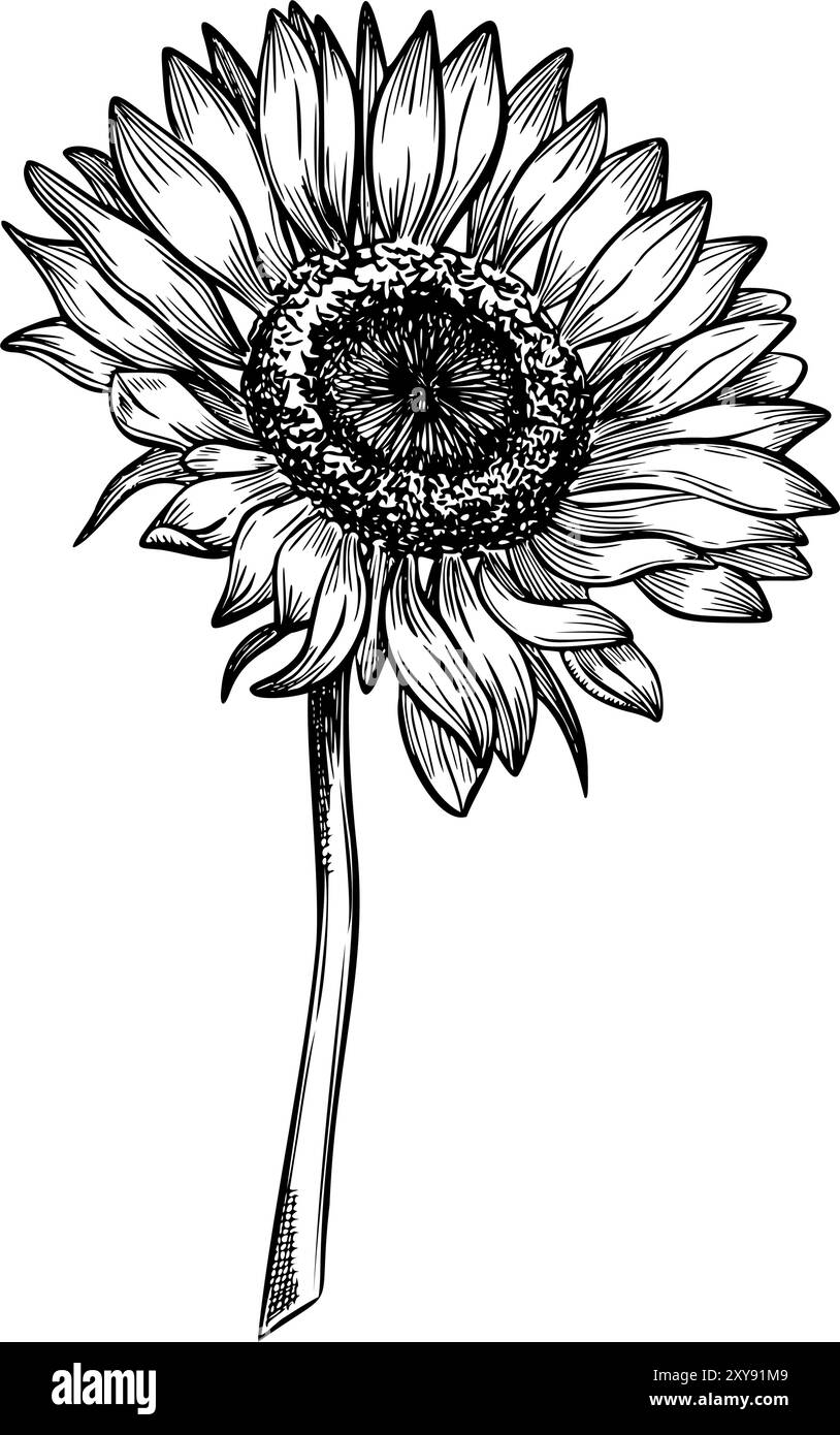 Vector Sunflower Illustration with in outline style. Seasonal autumn ...