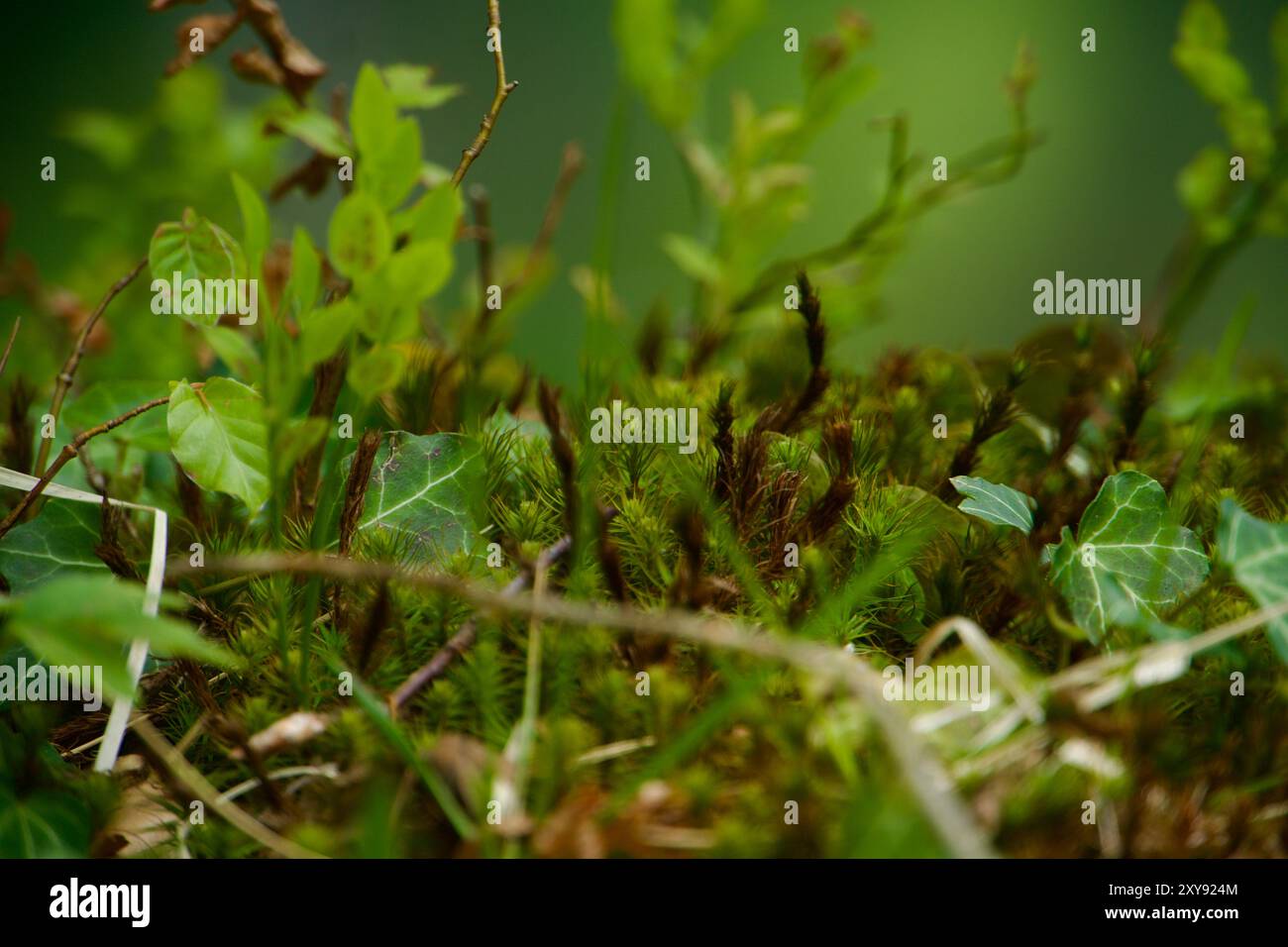 Tief grün hi-res stock photography and images - Alamy