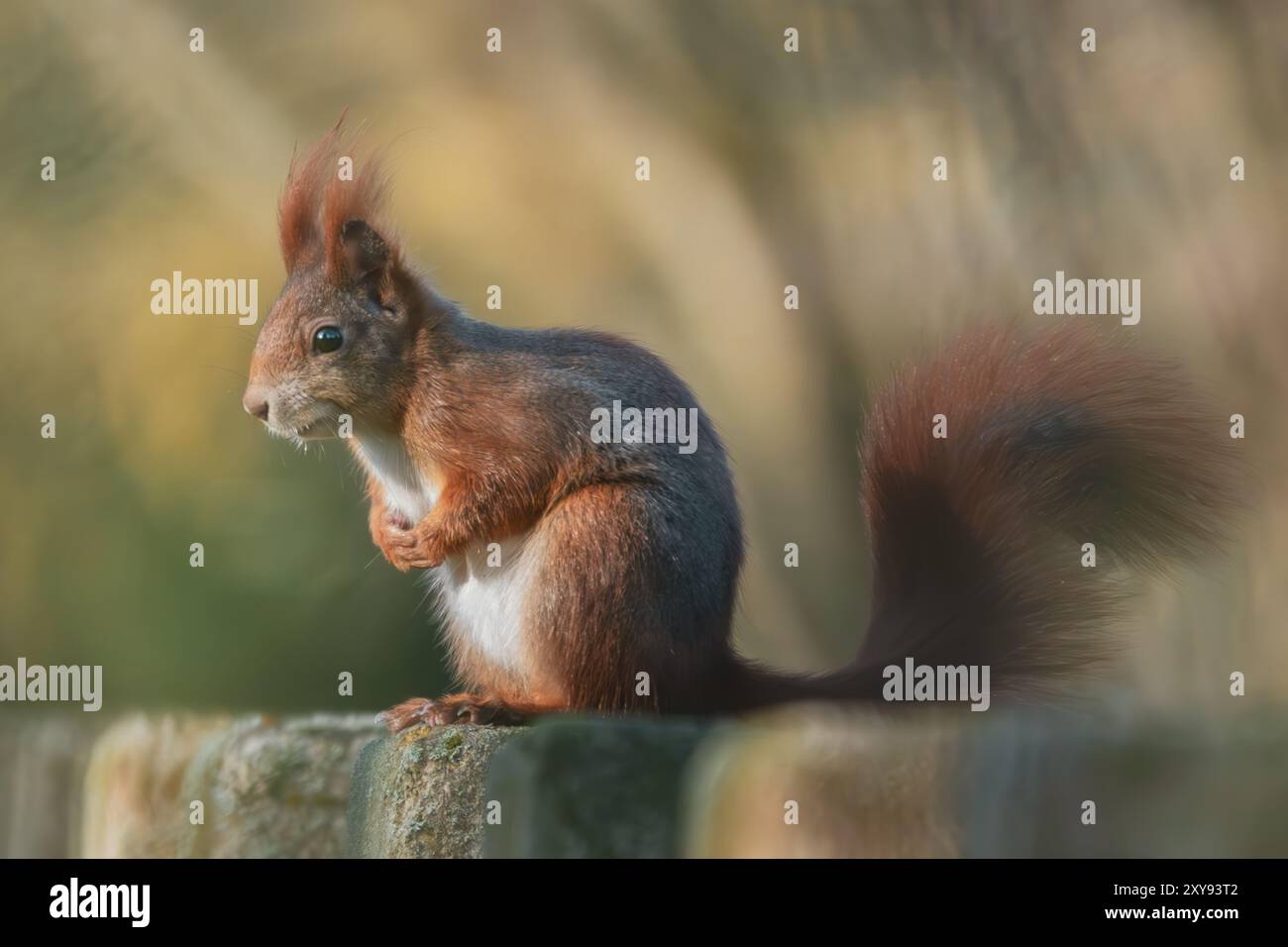 Curious cute squirrel sits hi-res stock photography and images - Alamy