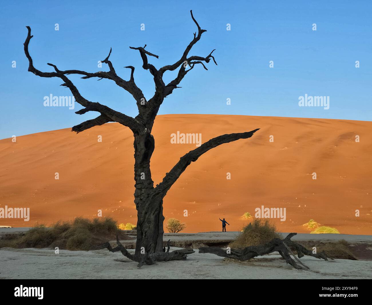 Deadvlei in Namibia is the site of 800 year-old skeleton trees Stock ...