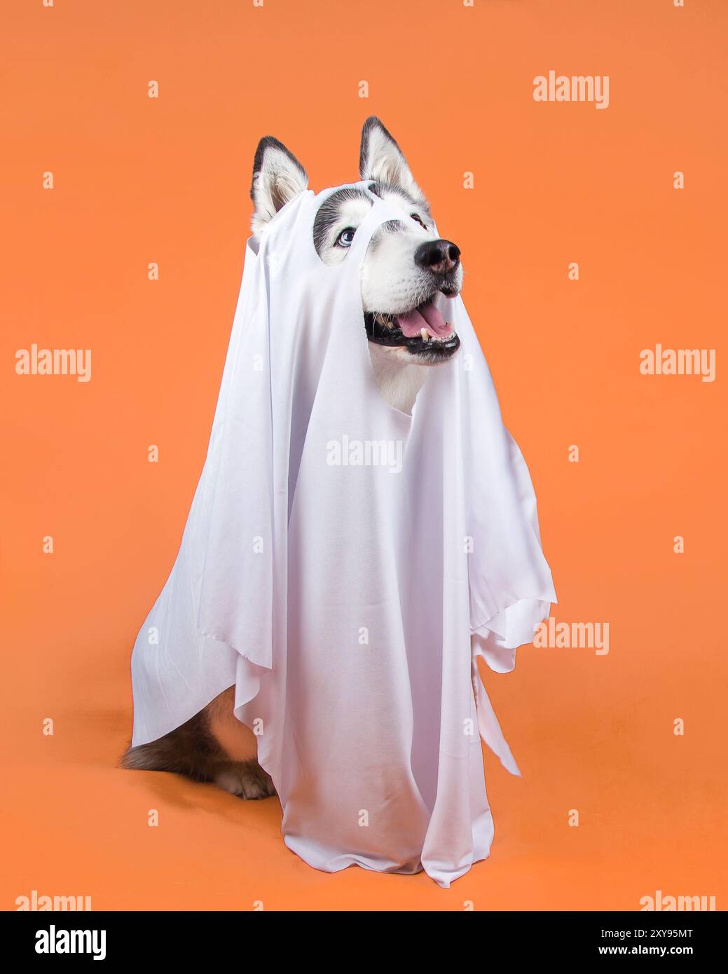 A black and white female Siberian Husky wearing a white sheet ghost ...