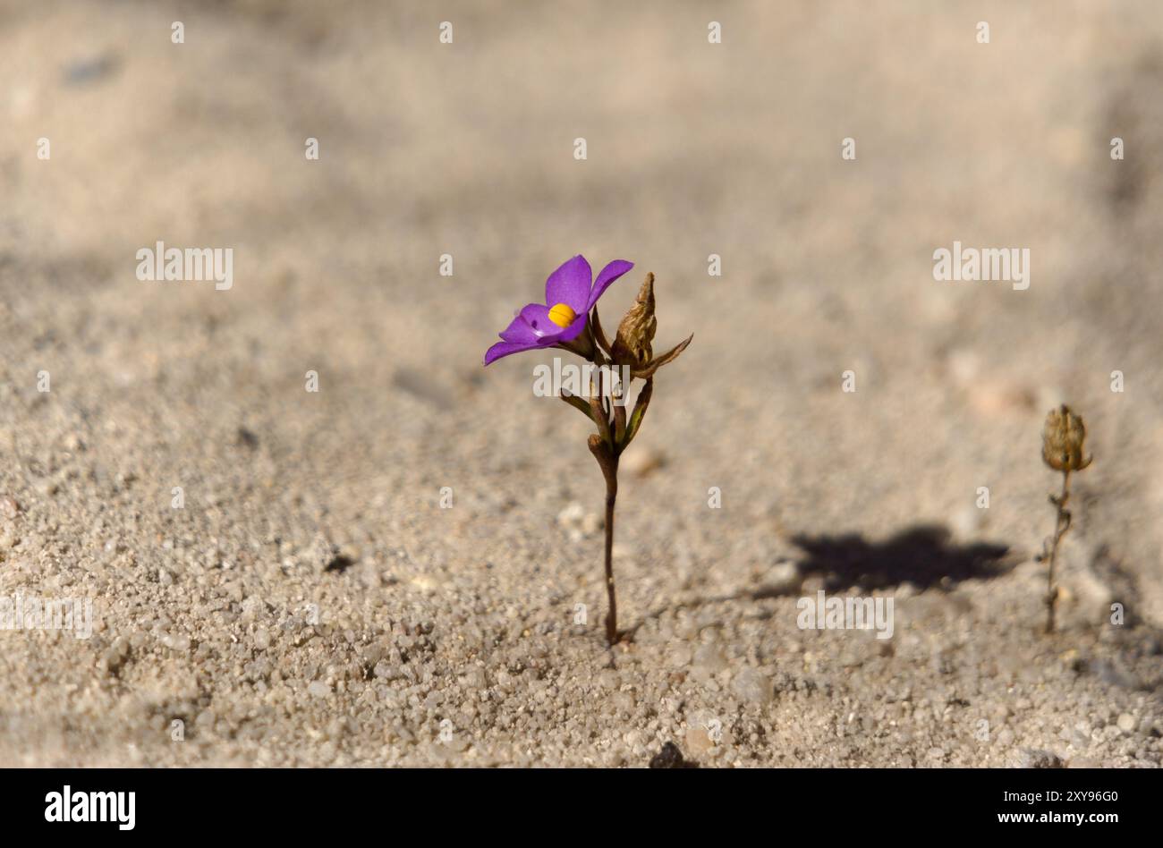 Beautiful simple flower growing in harsh, sandy environment, Madagascar ...