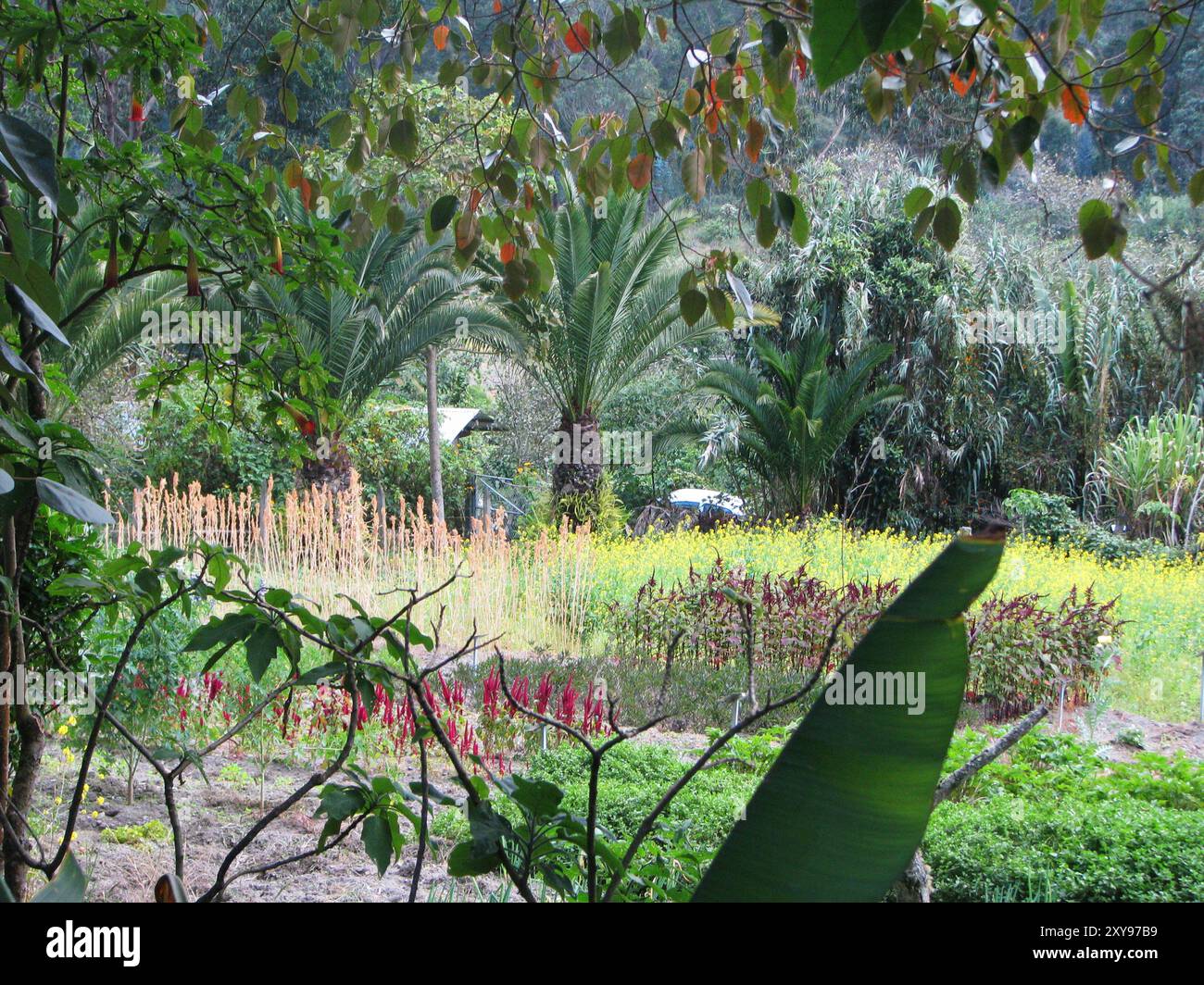 Hierba nativa hi-res stock photography and images - Alamy