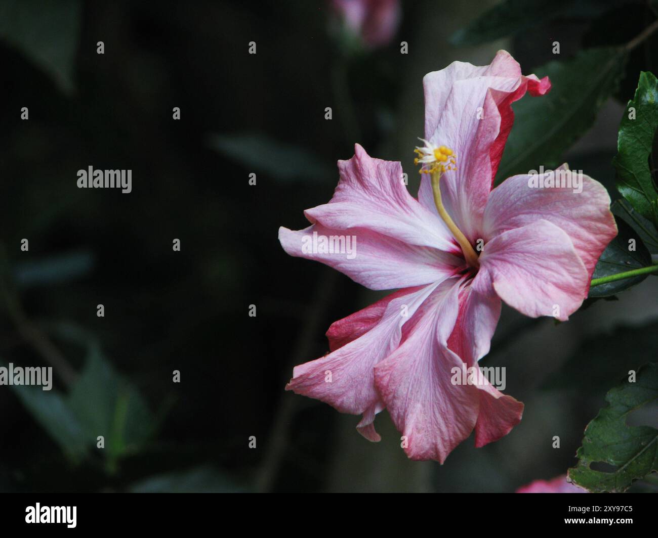 Flor nacional ecuador hi-res stock photography and images - Alamy