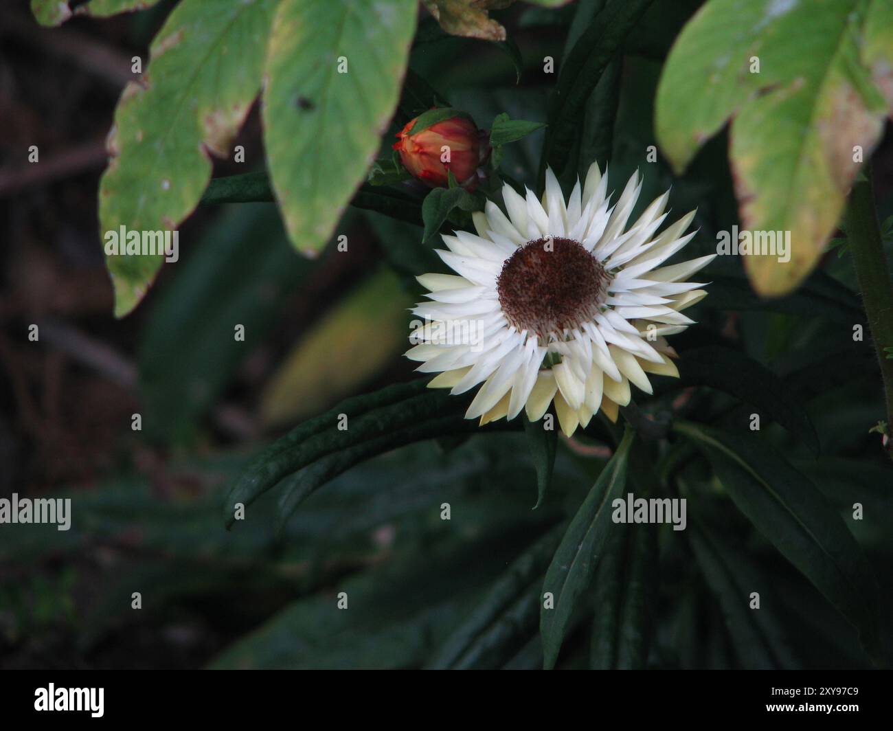 A white strawflower in the Botanical Garden of Loja, Ecuador Stock ...