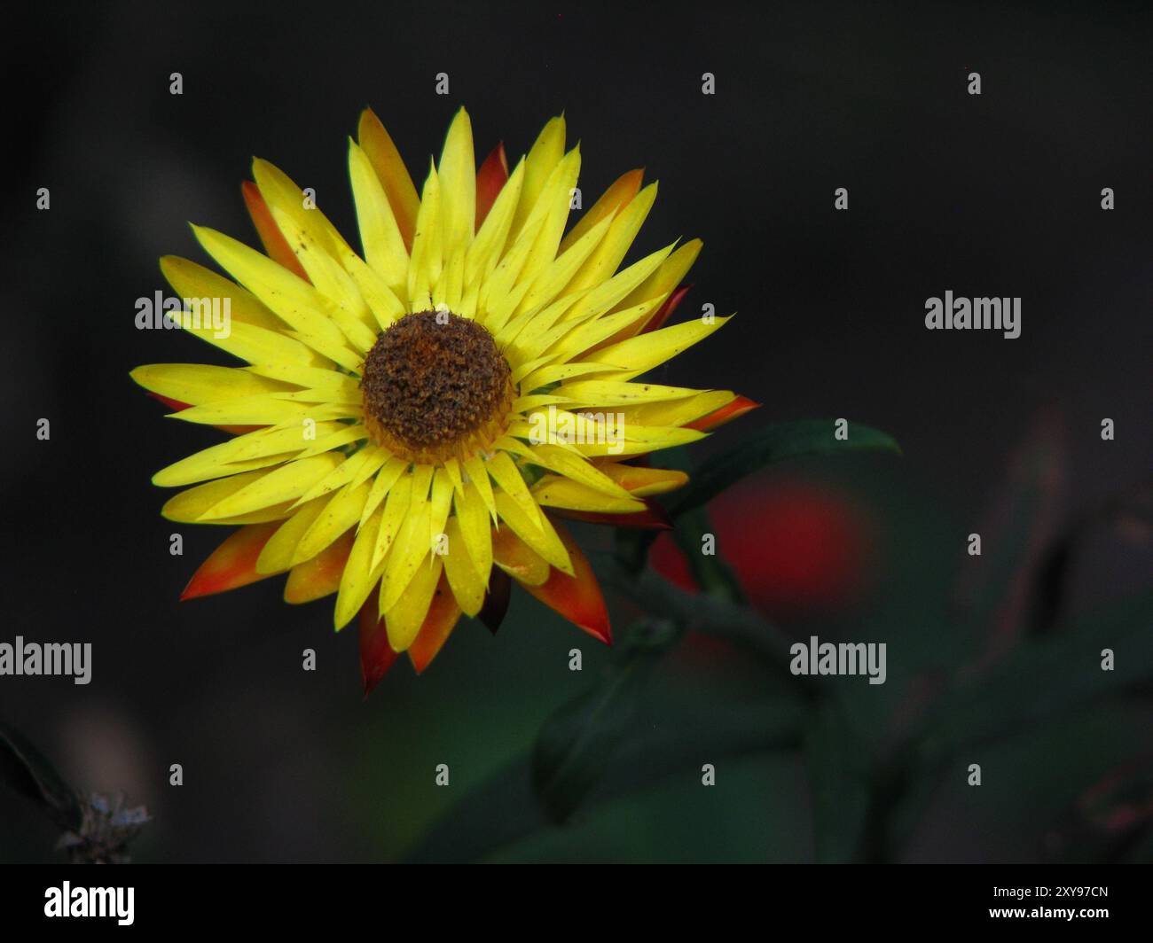 Flor nacional ecuador hi-res stock photography and images - Alamy