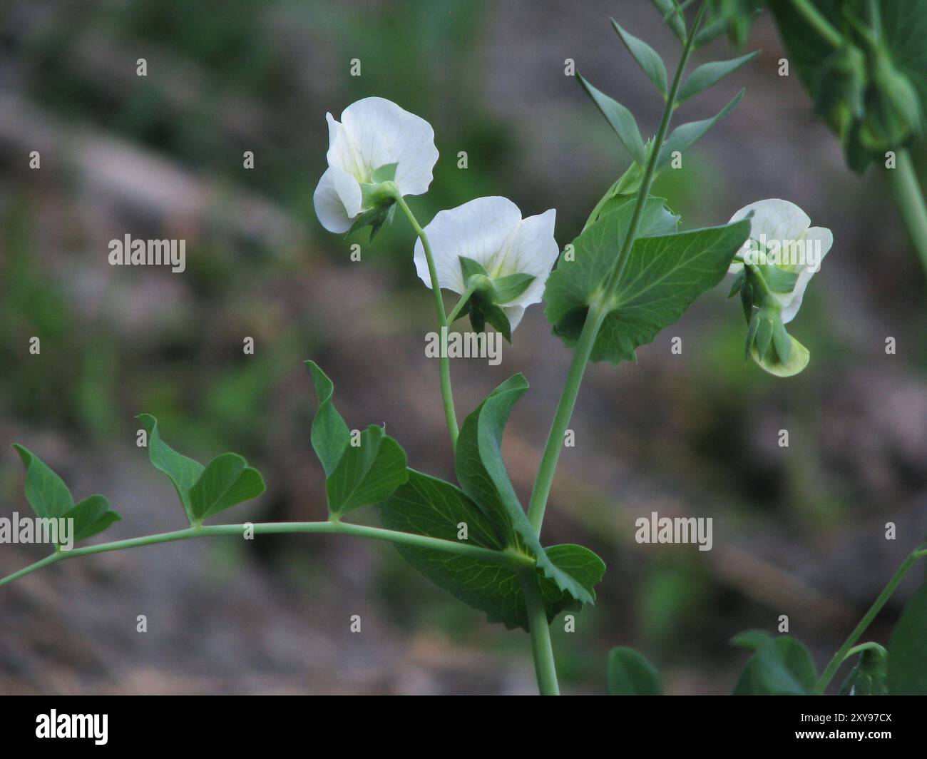 Snap pea flowers in the Botanical Garden of Loja, Ecuador Stock Photo ...