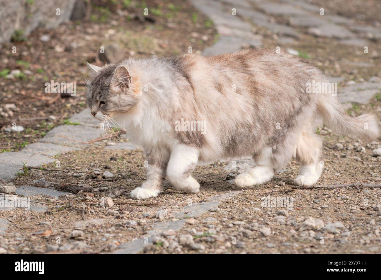 Rustic outdoor environment hi-res stock photography and images - Alamy
