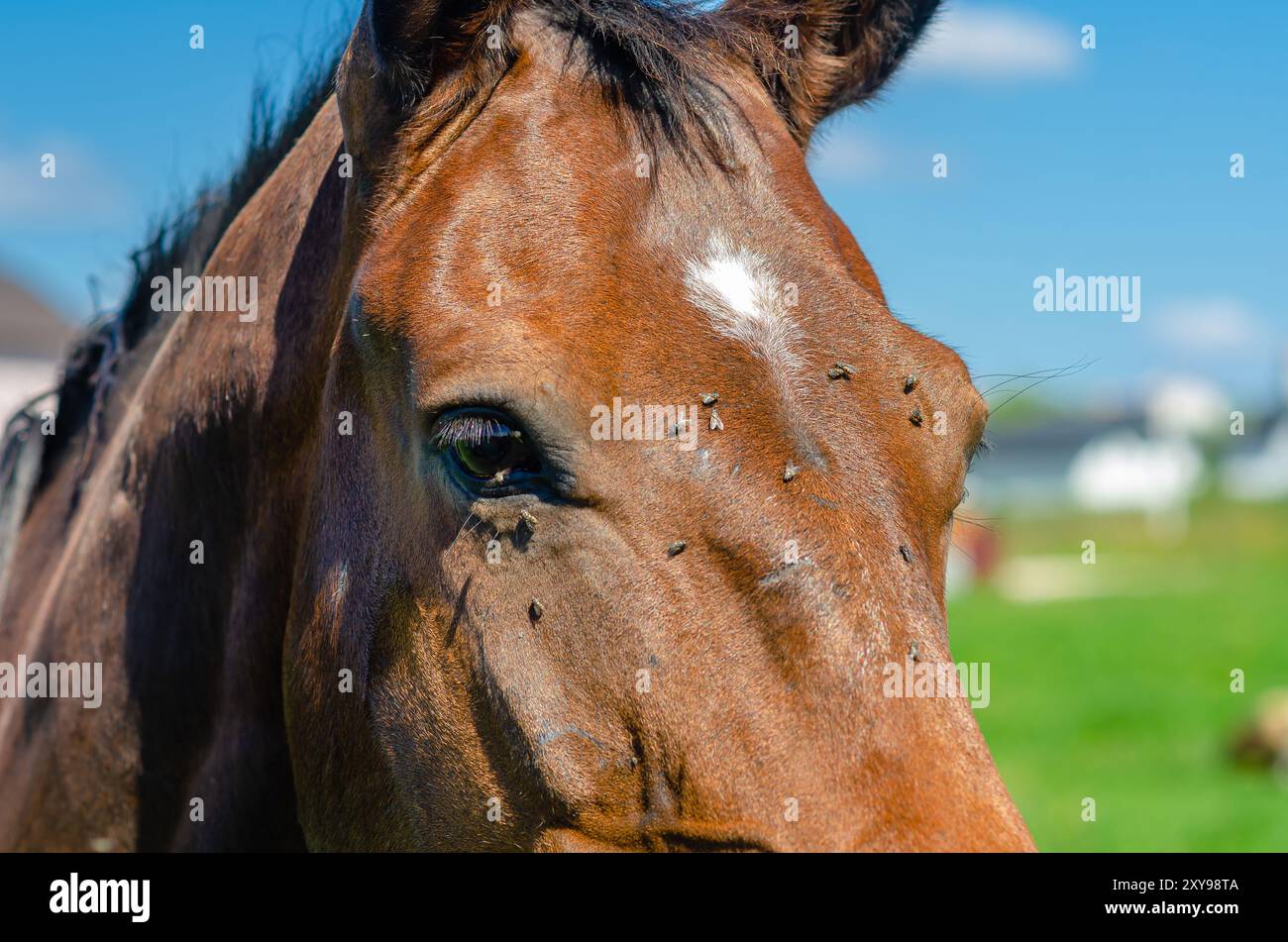 Head of brown horse with white spot on forehead. Flies sat on horse's ...