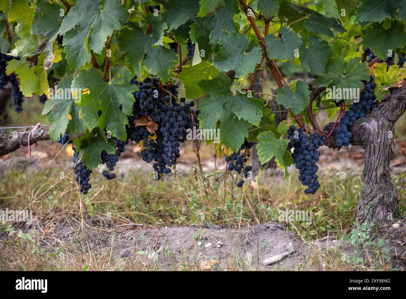 World famous wine region hi-res stock photography and images - Alamy
