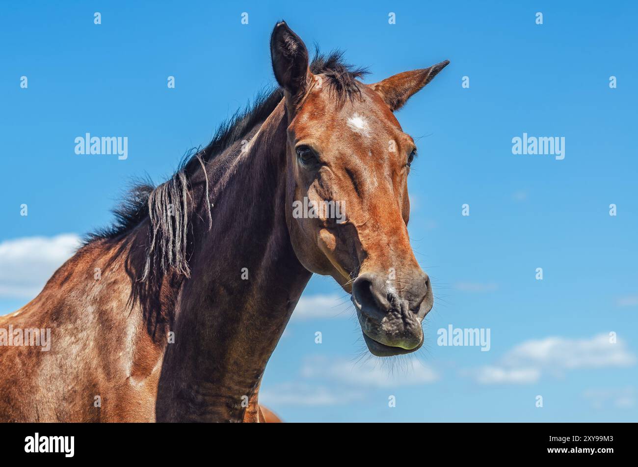 Horse portrait. Brown horse in nature against blue and white cloudy sky ...