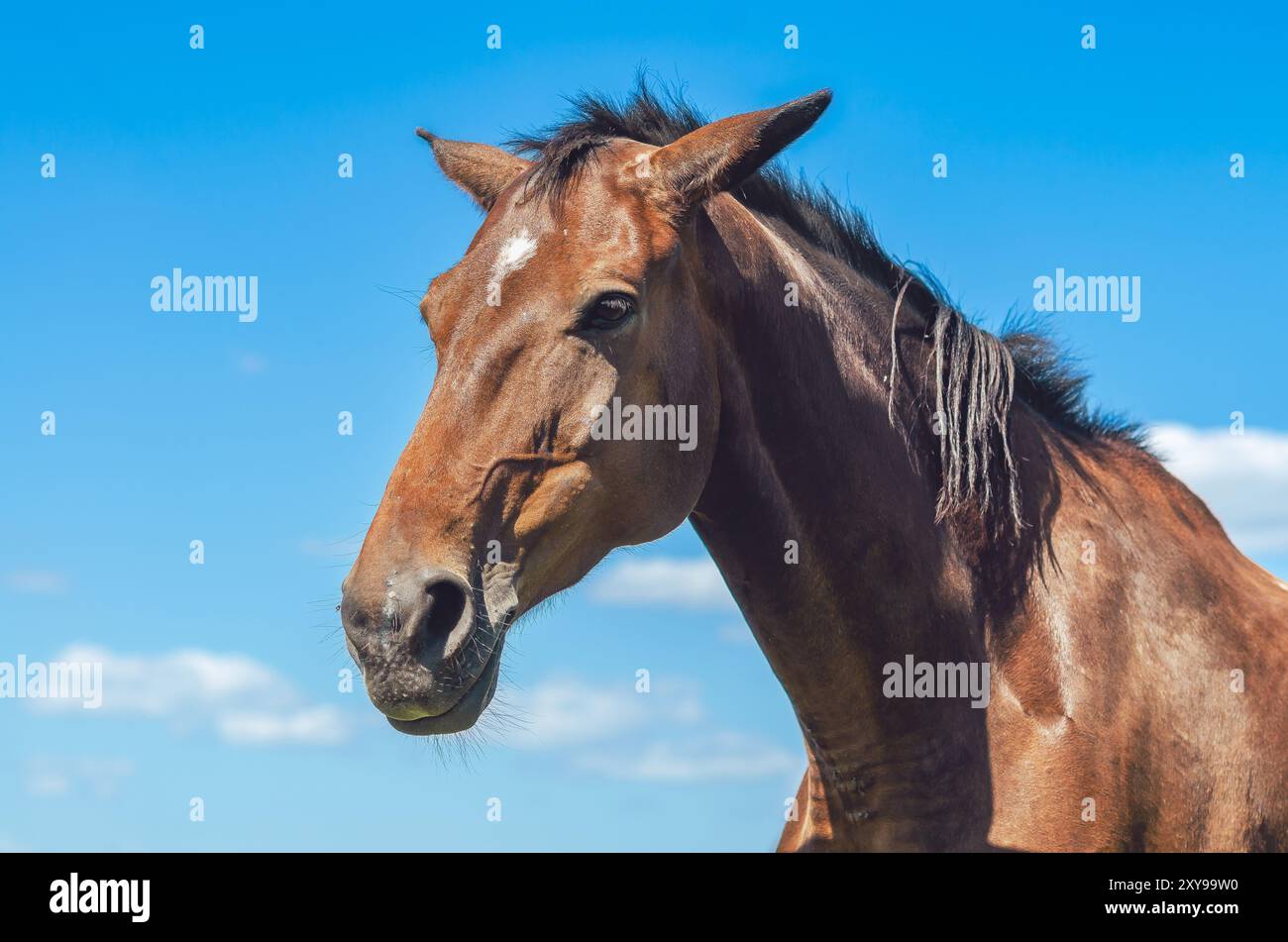 Horse portrait. Brown horse in nature against blue and white cloudy sky ...