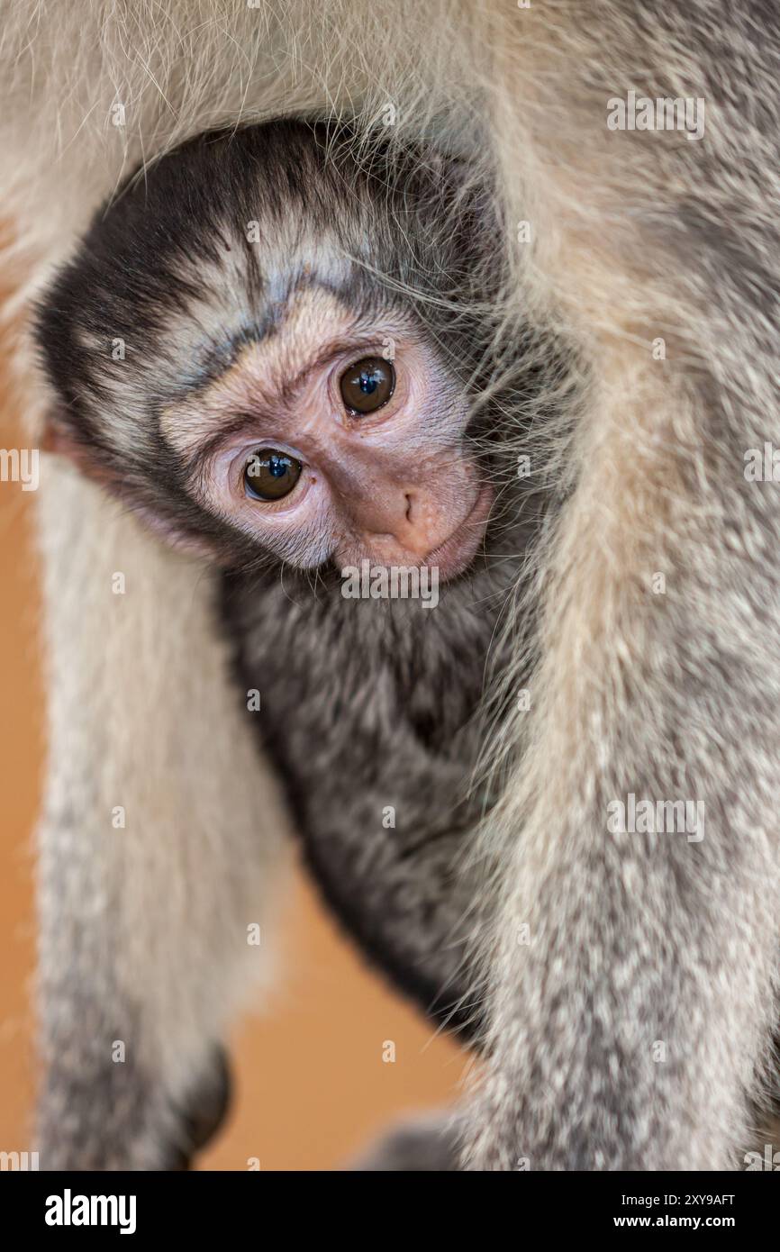 South Africa, Kruger National Park, Vervet Monkey (Chlorocebus ...