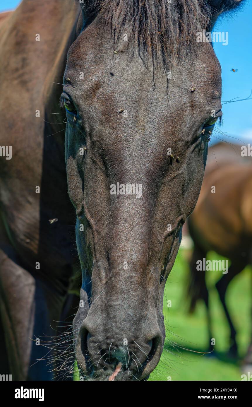 Brilliant look of dark eyes. Black horse head close-up. Flies on horse ...