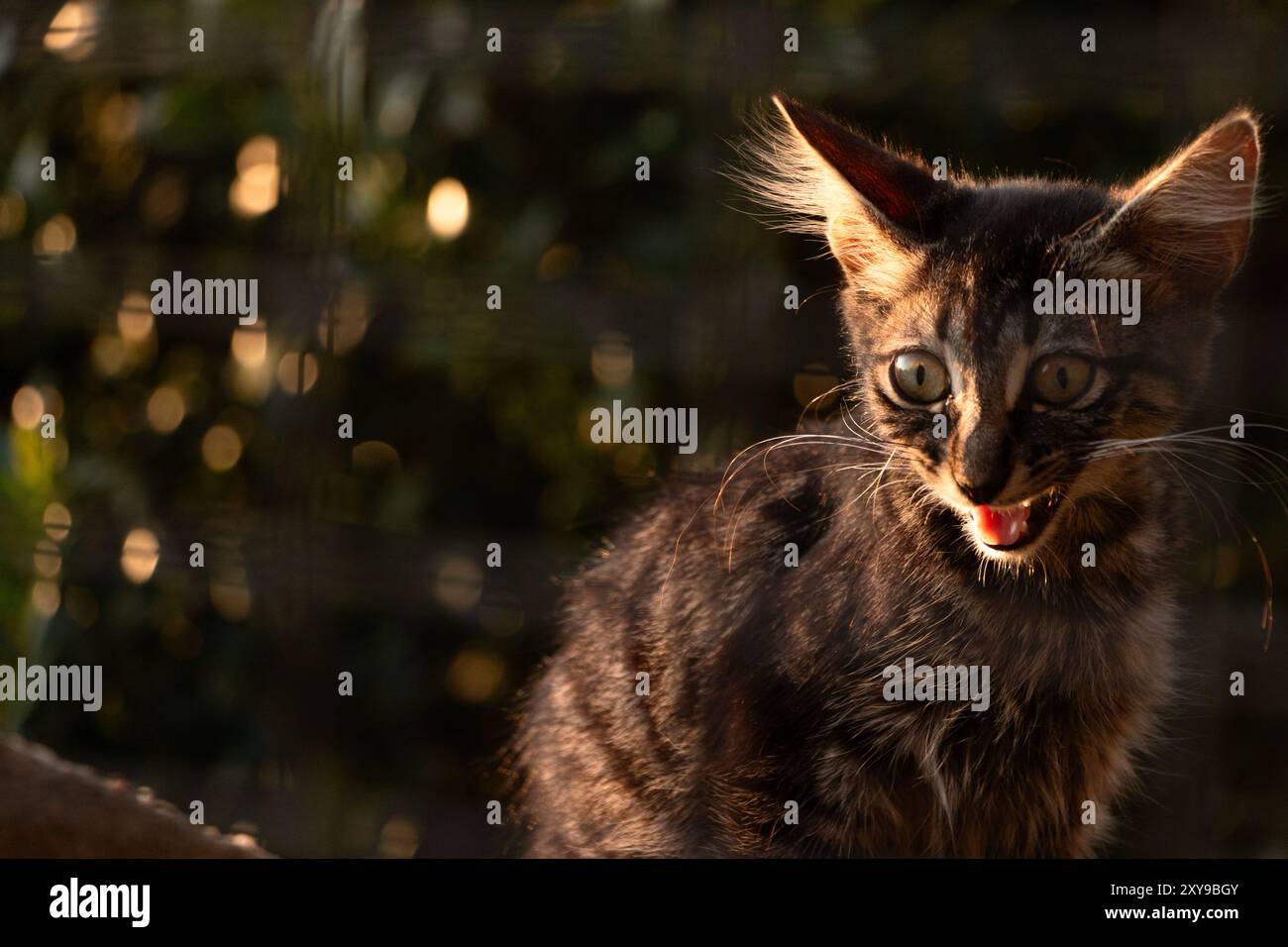 Stray cat close up hi-res stock photography and images - Alamy