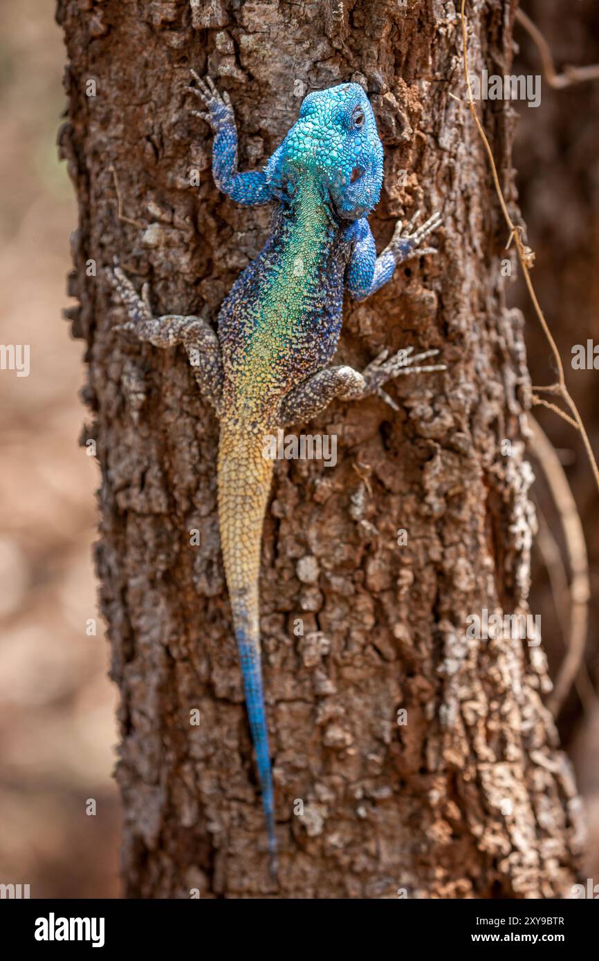 South Africa, Kruger National Park, Blue-Headed Tree Agama ...
