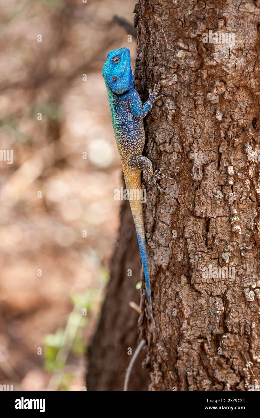 South Africa, Kruger National Park, Blue-Headed Tree Agama ...