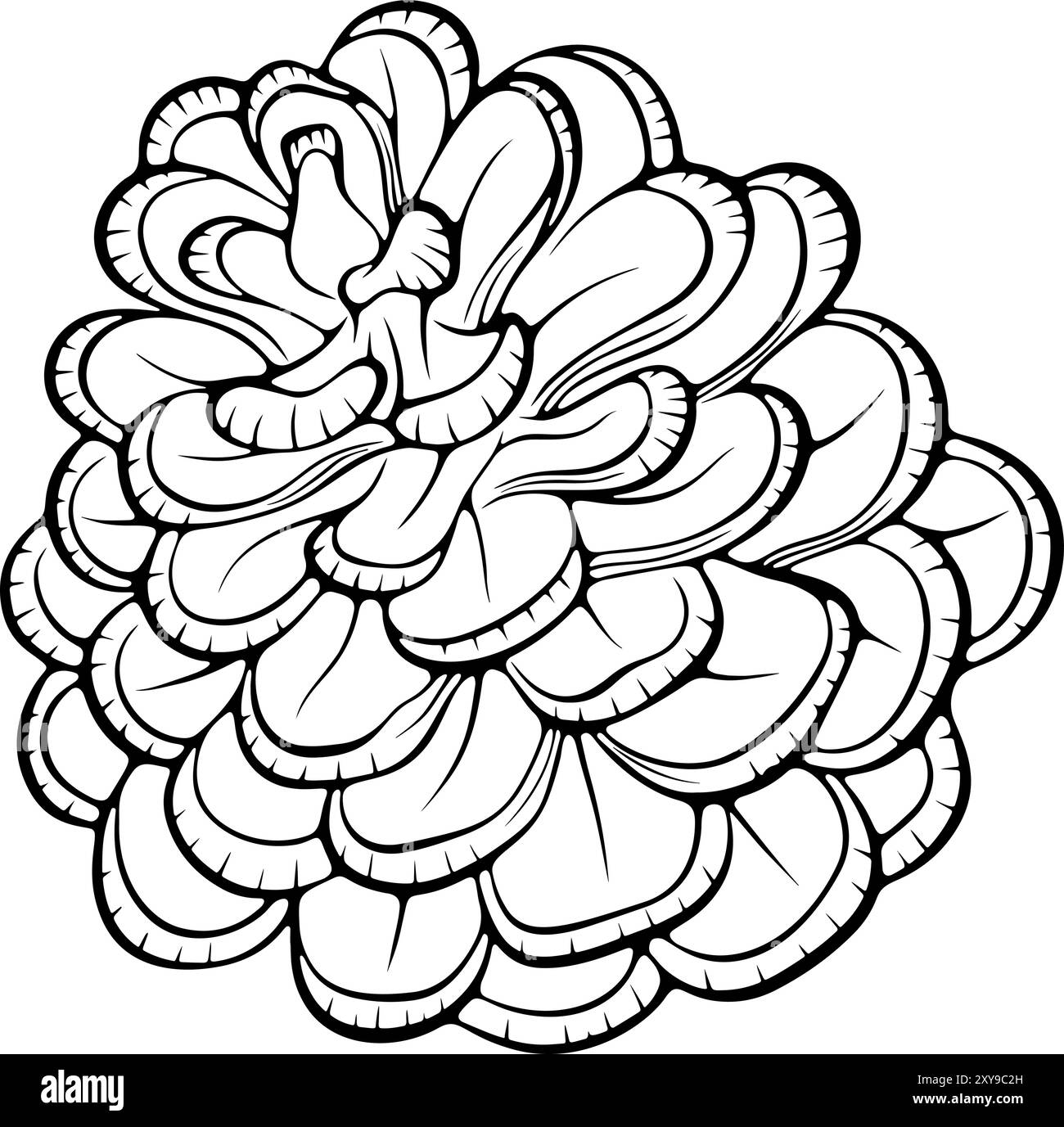 Pine cone line art Stock Vector Image & Art - Alamy
