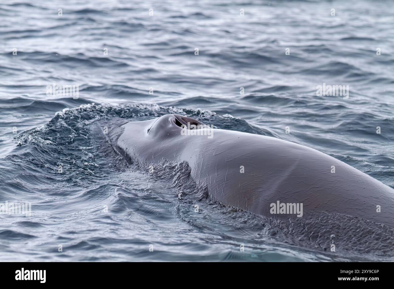 An adult Antarctic Minke whale, Balaenoptera bonaerensis, surfacing ...