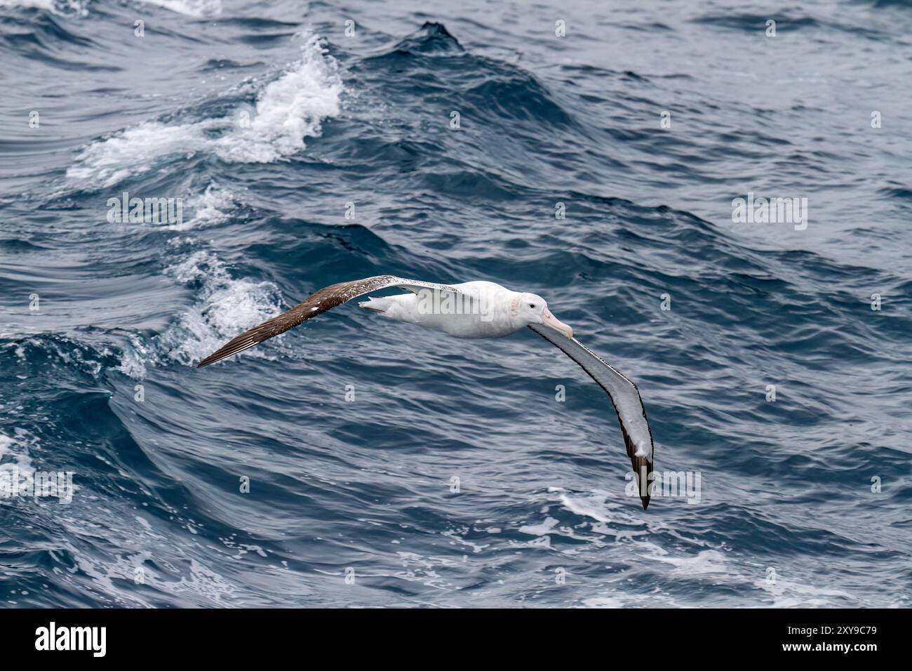 Adult wandering albatross, Diomedea exulans, on the wing in the Drake ...