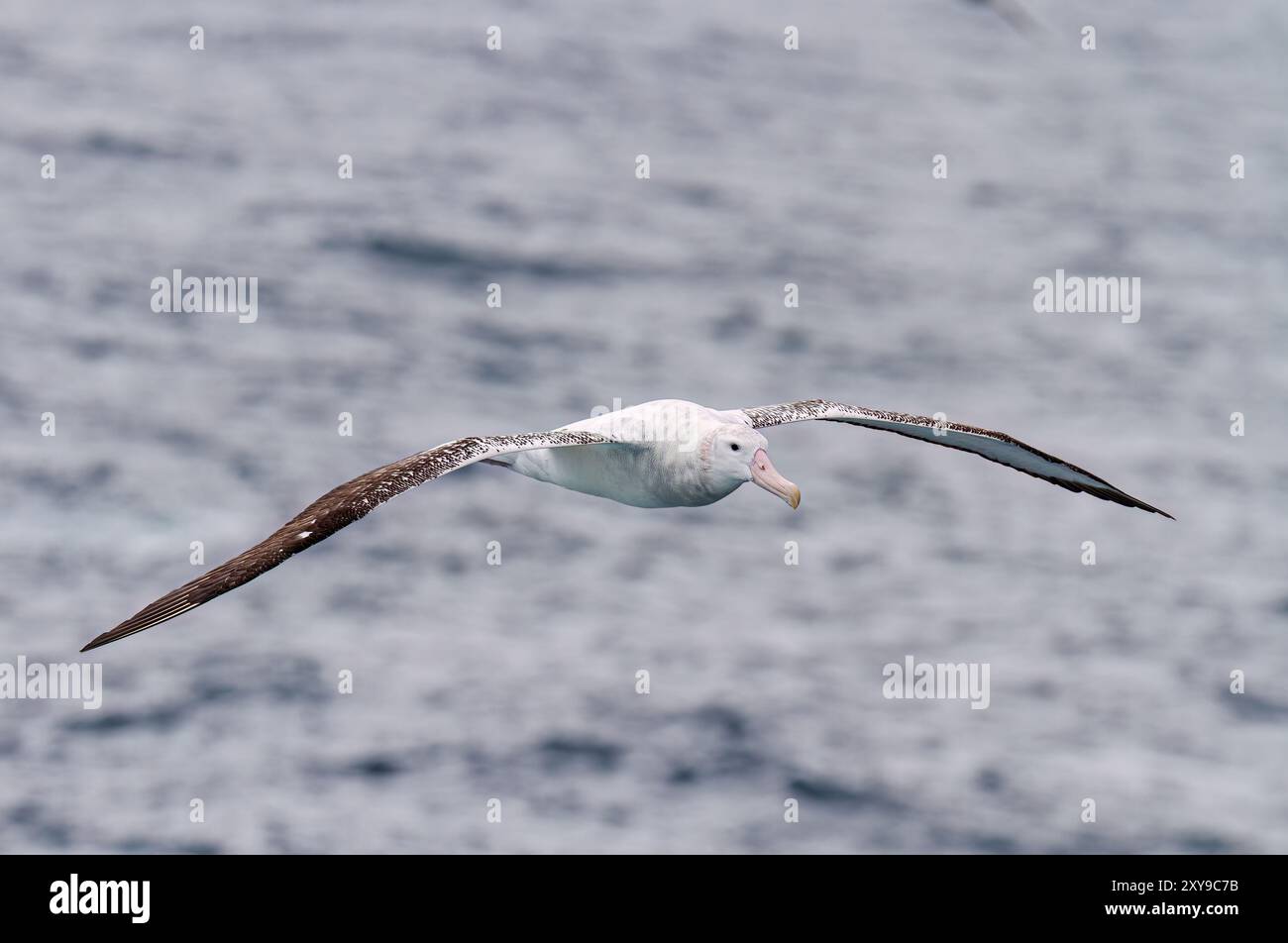 Adult wandering albatross, Diomedea exulans, on the wing in the Drake ...