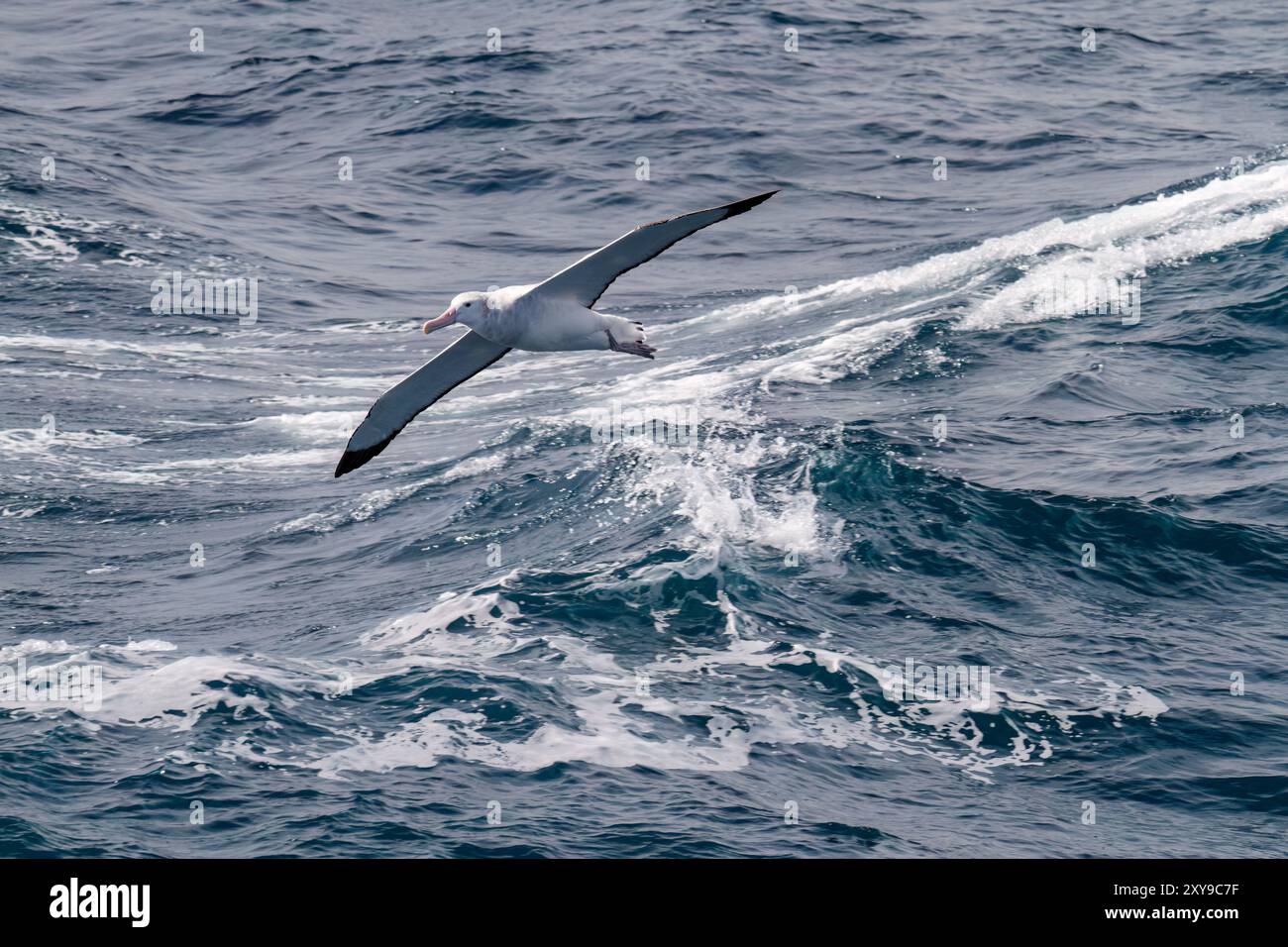 Adult wandering albatross, Diomedea exulans, on the wing in the Drake ...