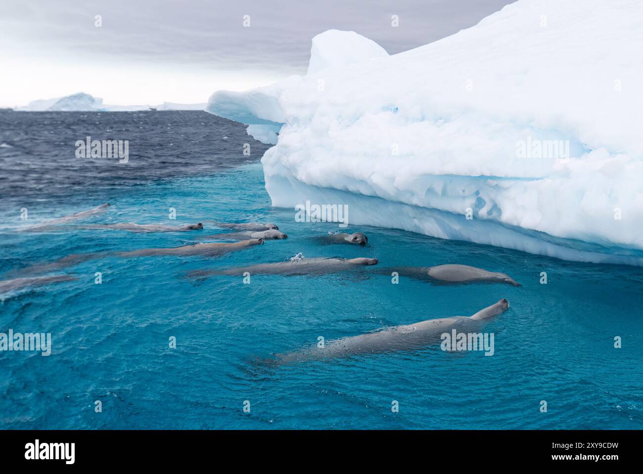 Fastest seals hi-res stock photography and images - Alamy