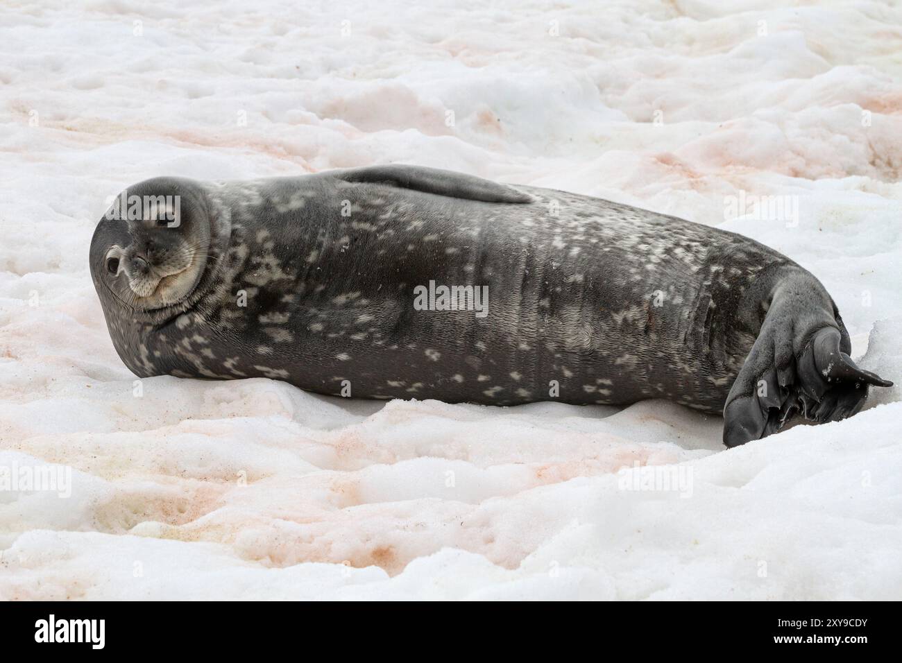 Protected by the convention for the conservation of antarctic seals hi ...