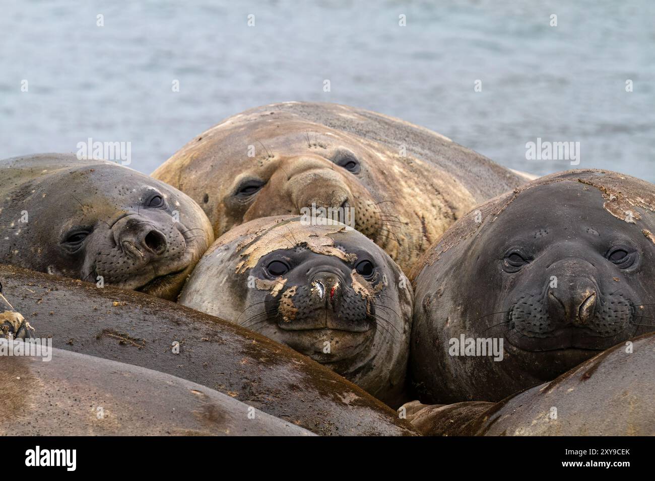 Antarctica animals seals hi-res stock photography and images - Alamy
