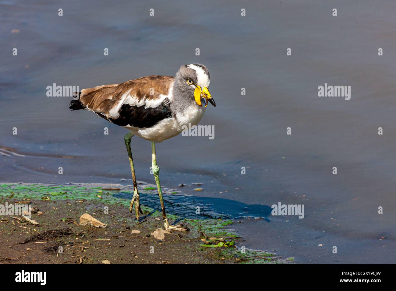 South Africa, Kruger National Park, White-crowned / White-headed ...