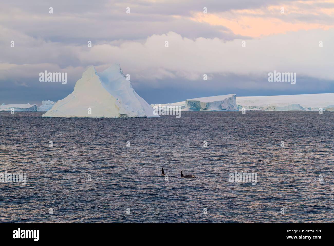 A small pod of Type B killer whales, Orcinus orca, in late evening in ...