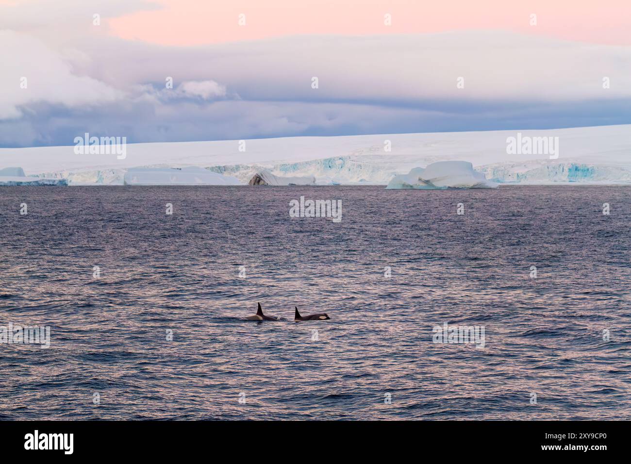 A small pod of Type B killer whales, Orcinus orca, in late evening in ...