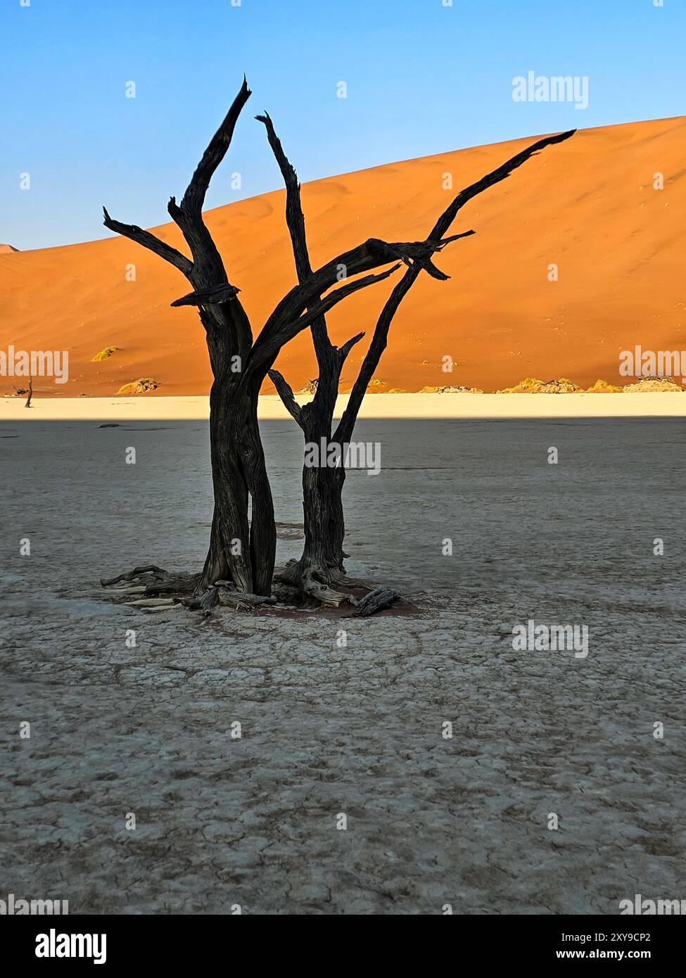 Deadvlei in Namibia is the site of 800 year-old skeleton trees Stock ...