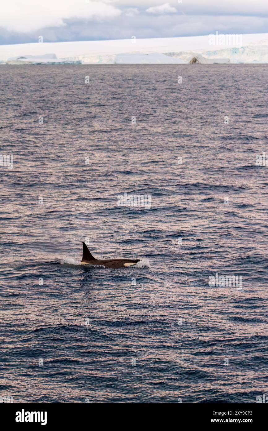 A small pod of Type B killer whales, Orcinus orca, in late evening in ...