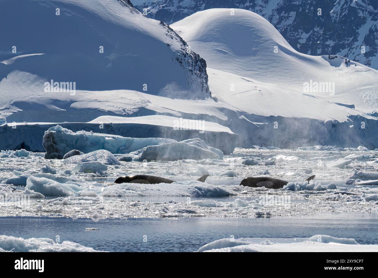 A small pod of Pack Ice Type B killer whales, Orcinus orca, searching ...