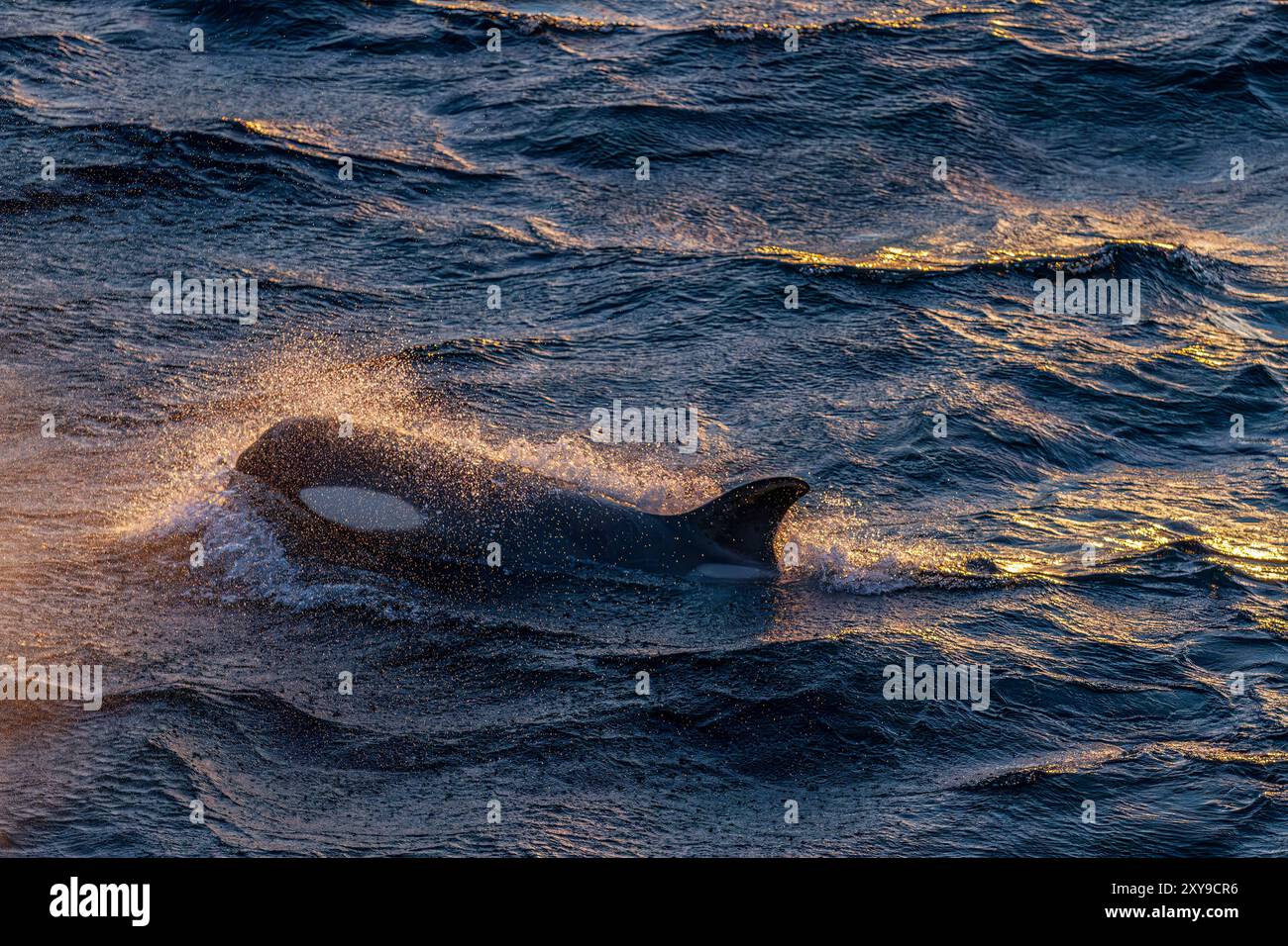 Type b orca hi-res stock photography and images - Alamy