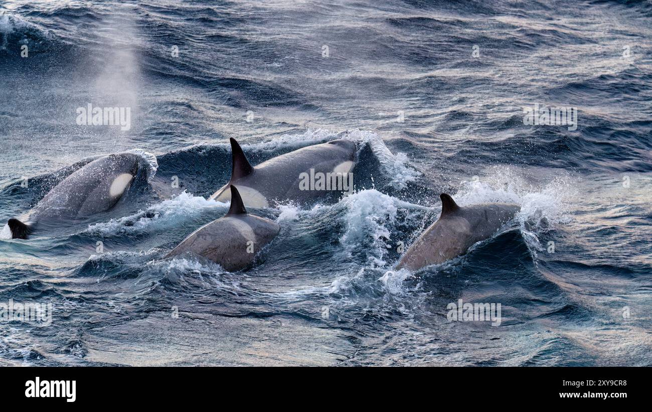 A large pod of Gerlache Strait type B killer whales, Orcinus orca ...