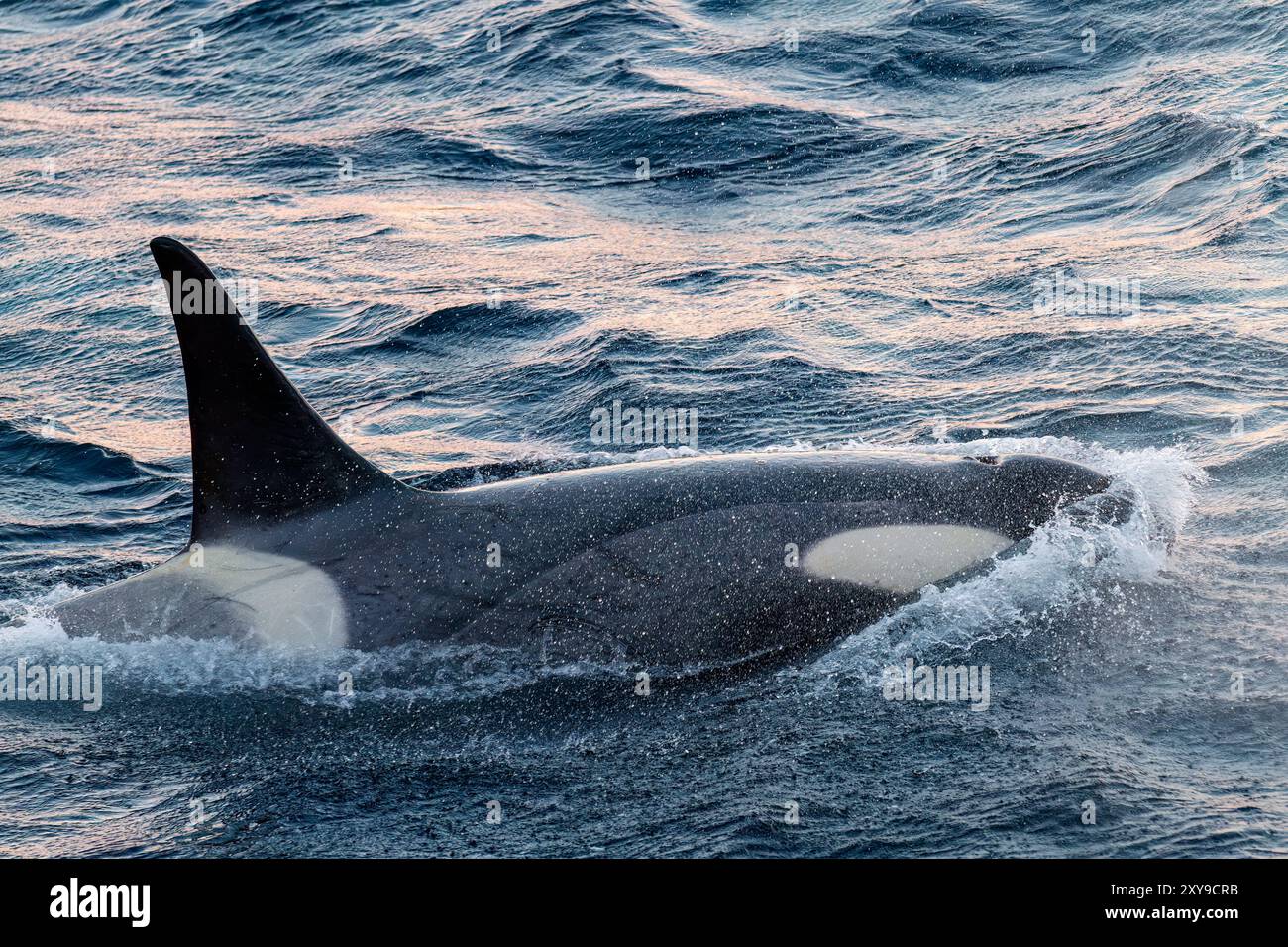 A large pod of Gerlache Strait type B killer whales, Orcinus orca ...