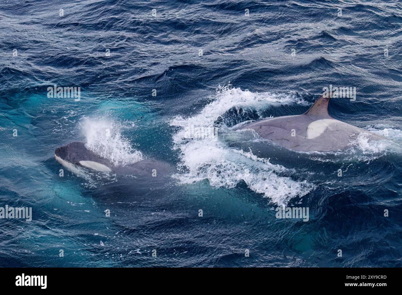 A large pod of Gerlache Strait type B killer whales, Orcinus orca ...
