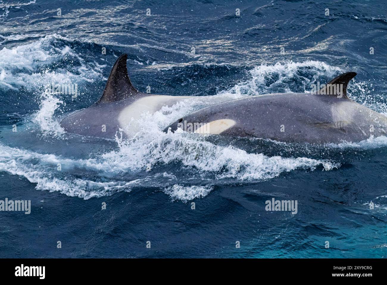 A large pod of Gerlache Strait type B killer whales, Orcinus orca ...