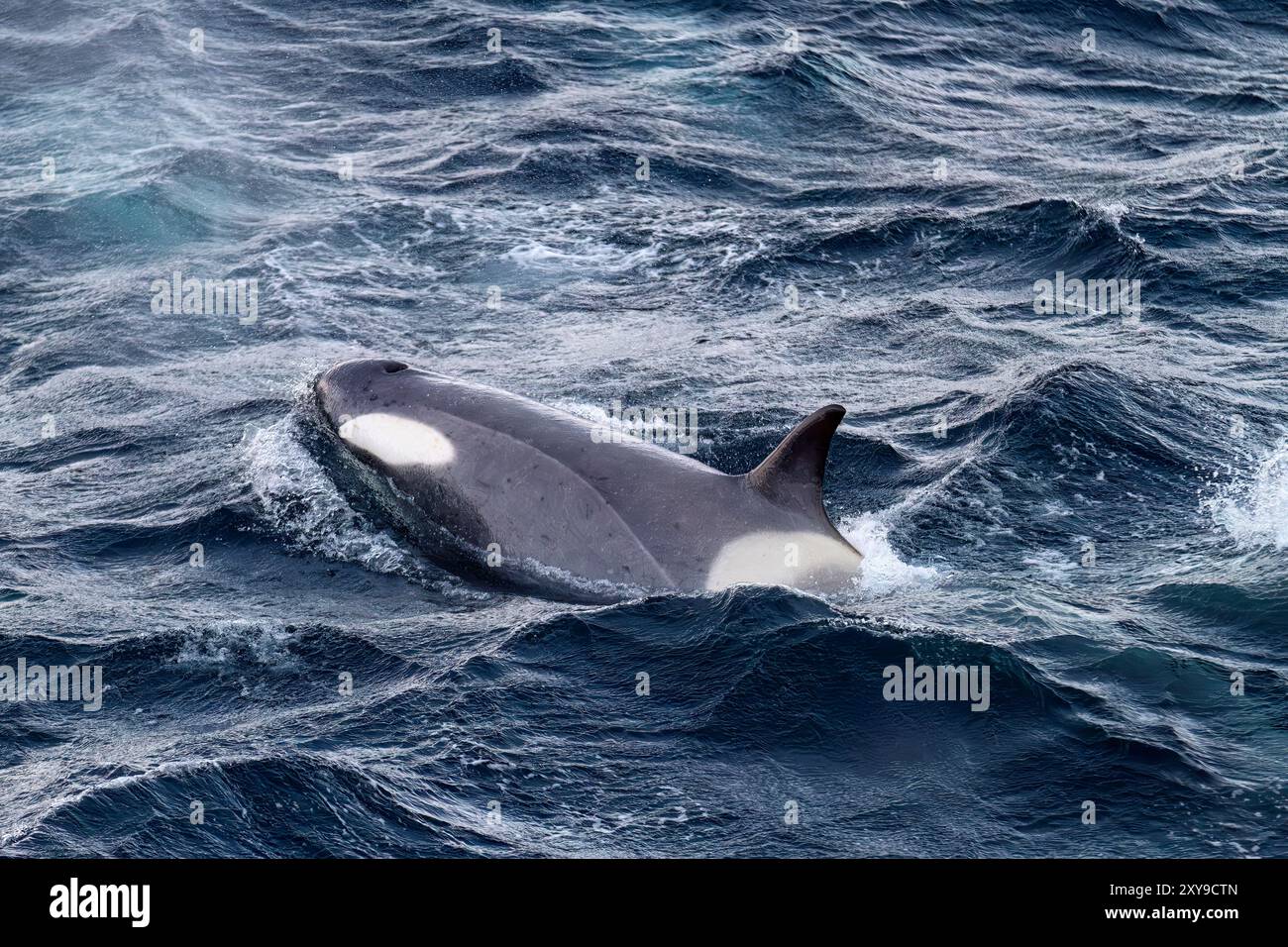 A large pod of Gerlache Strait type B killer whales, Orcinus orca ...