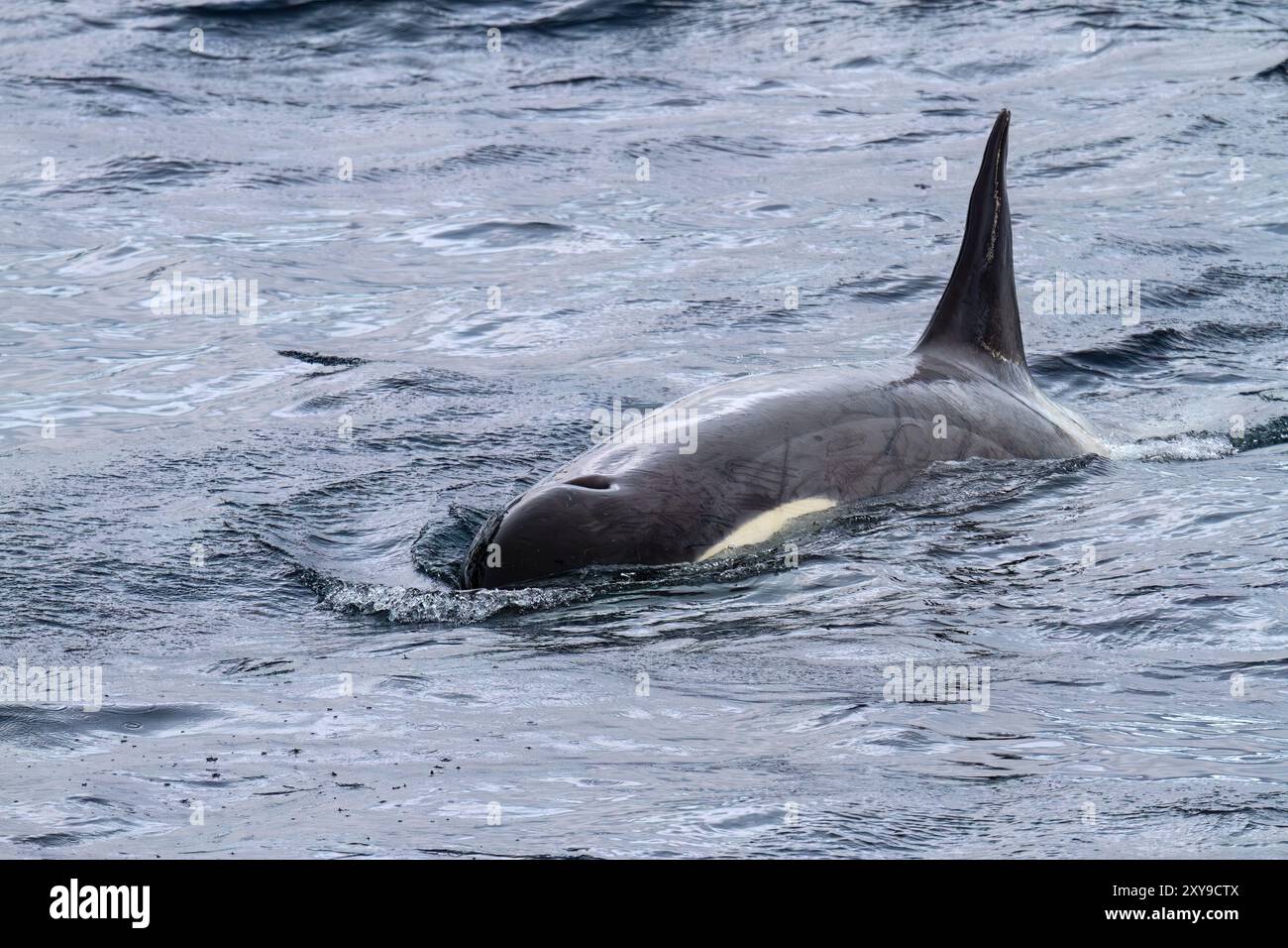 A small pod of pack Ice type B killer whales, Orcinus orca, just after ...