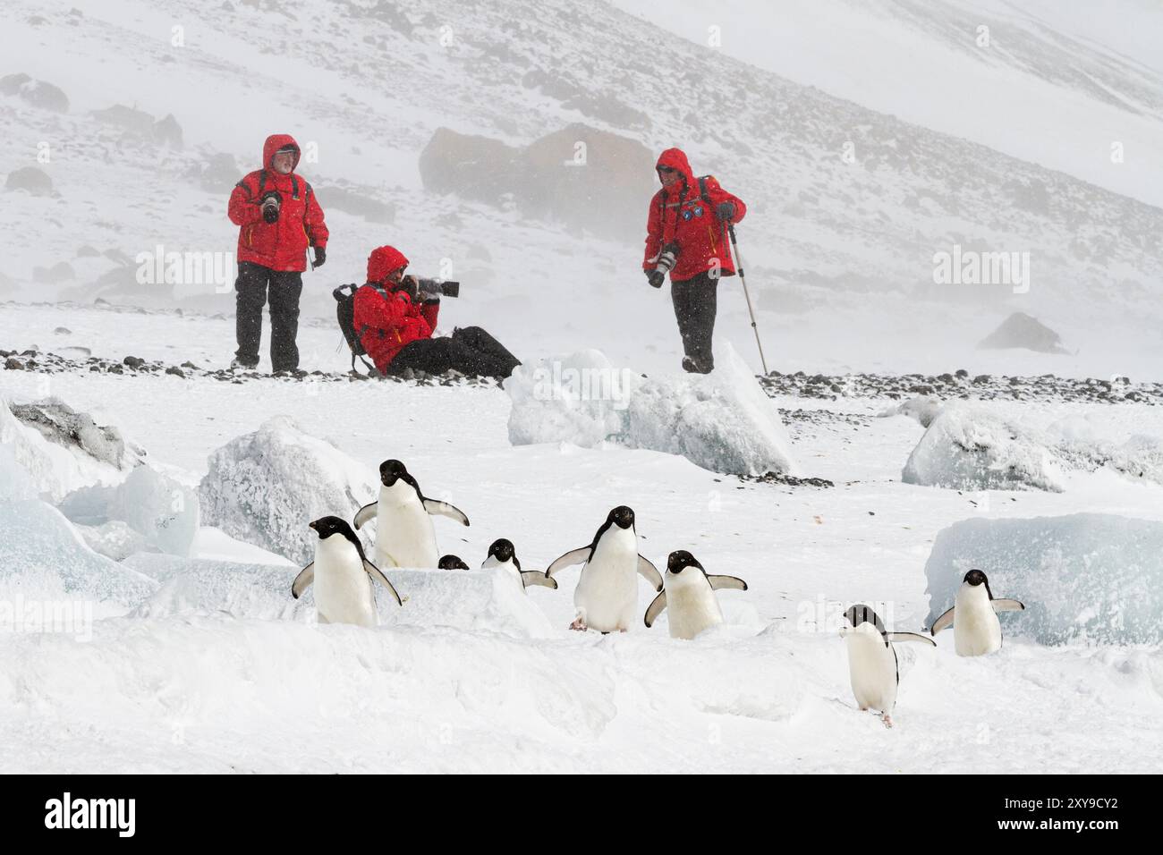 Brush tail penguins hi-res stock photography and images - Alamy
