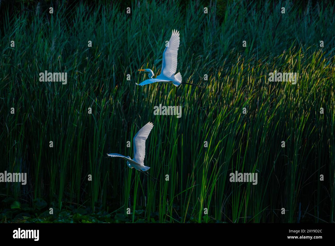 Two fighting Great Egrets, tall, long-legged wading birds with long, S ...