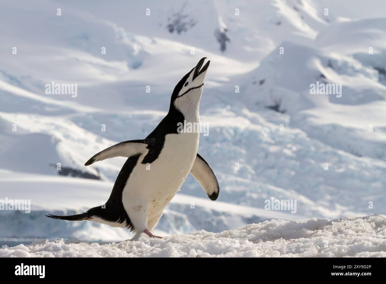 Chinstrap penguin, Pygoscelis antarctica, ecstatic display at breeding ...