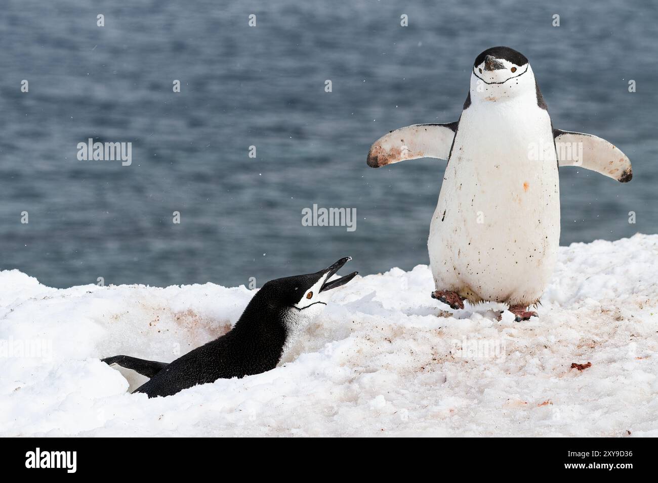 Adult chinstrap penguins, Pygoscelis antarctica, at breeding colony on ...