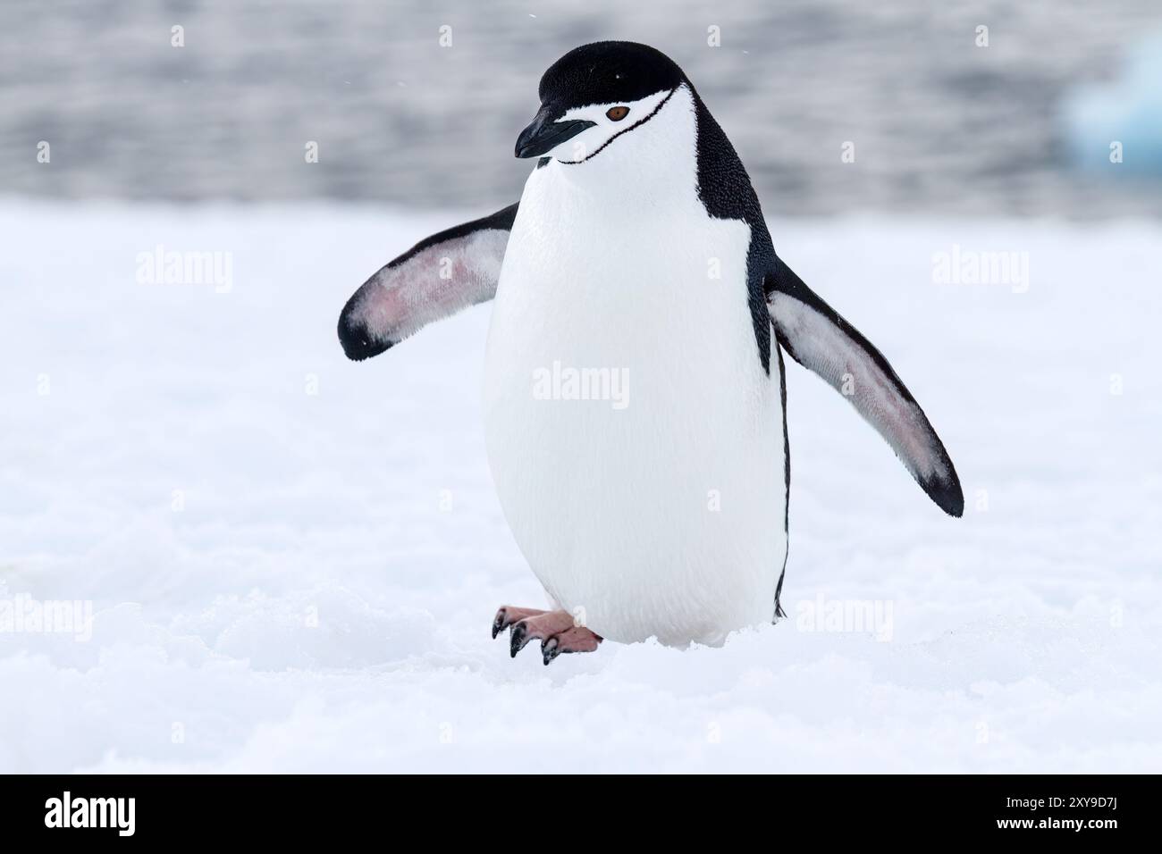 Chinstrap penguin, Pygoscelis antarctica, at breeding colony at Half ...