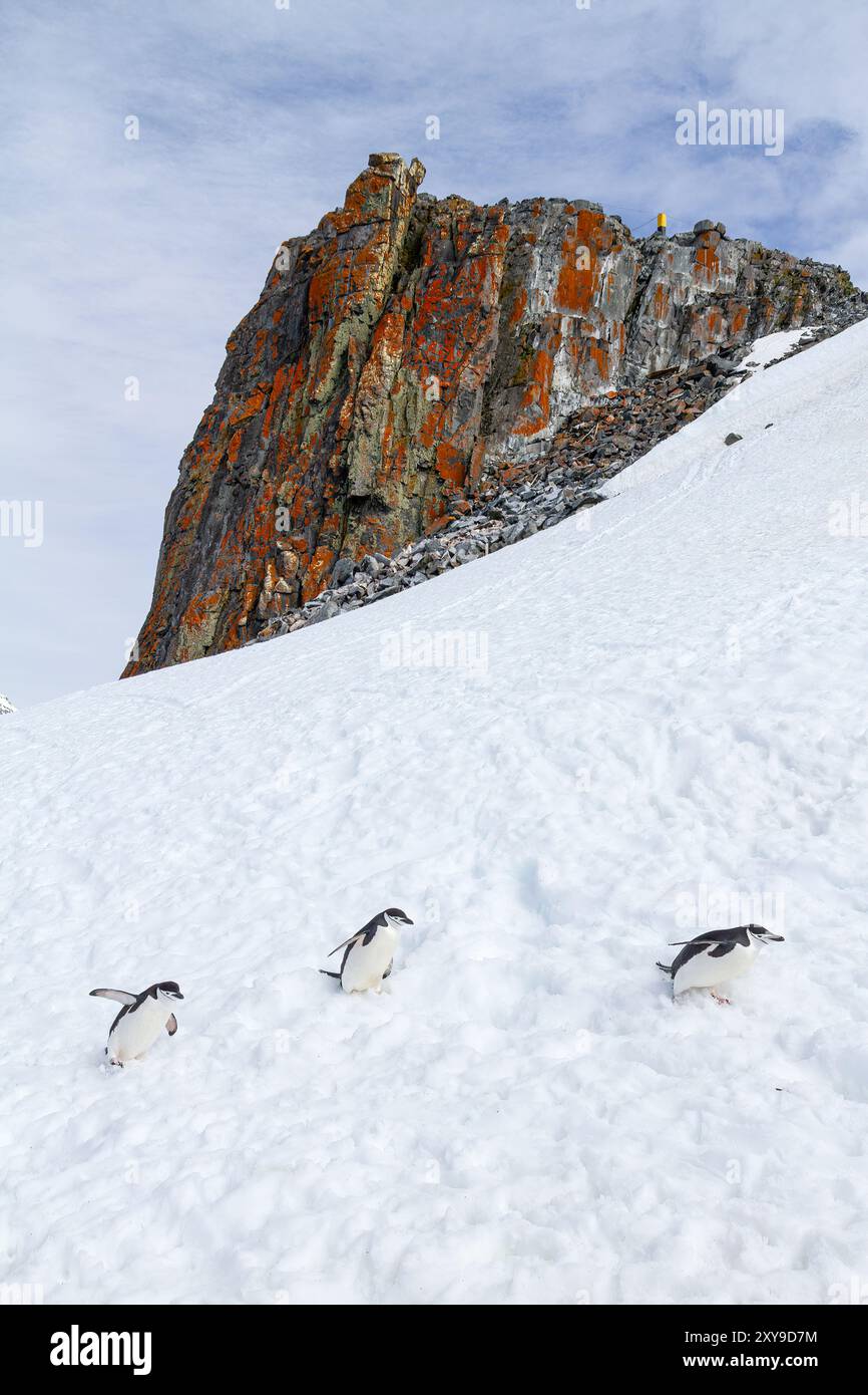 Chinstrap penguins, Pygoscelis antarctica, at breeding colony at Half ...