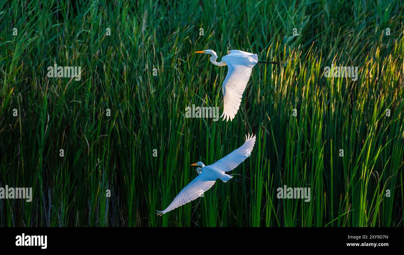 Two fighting Great Egrets, tall, long-legged wading birds with long, S ...
