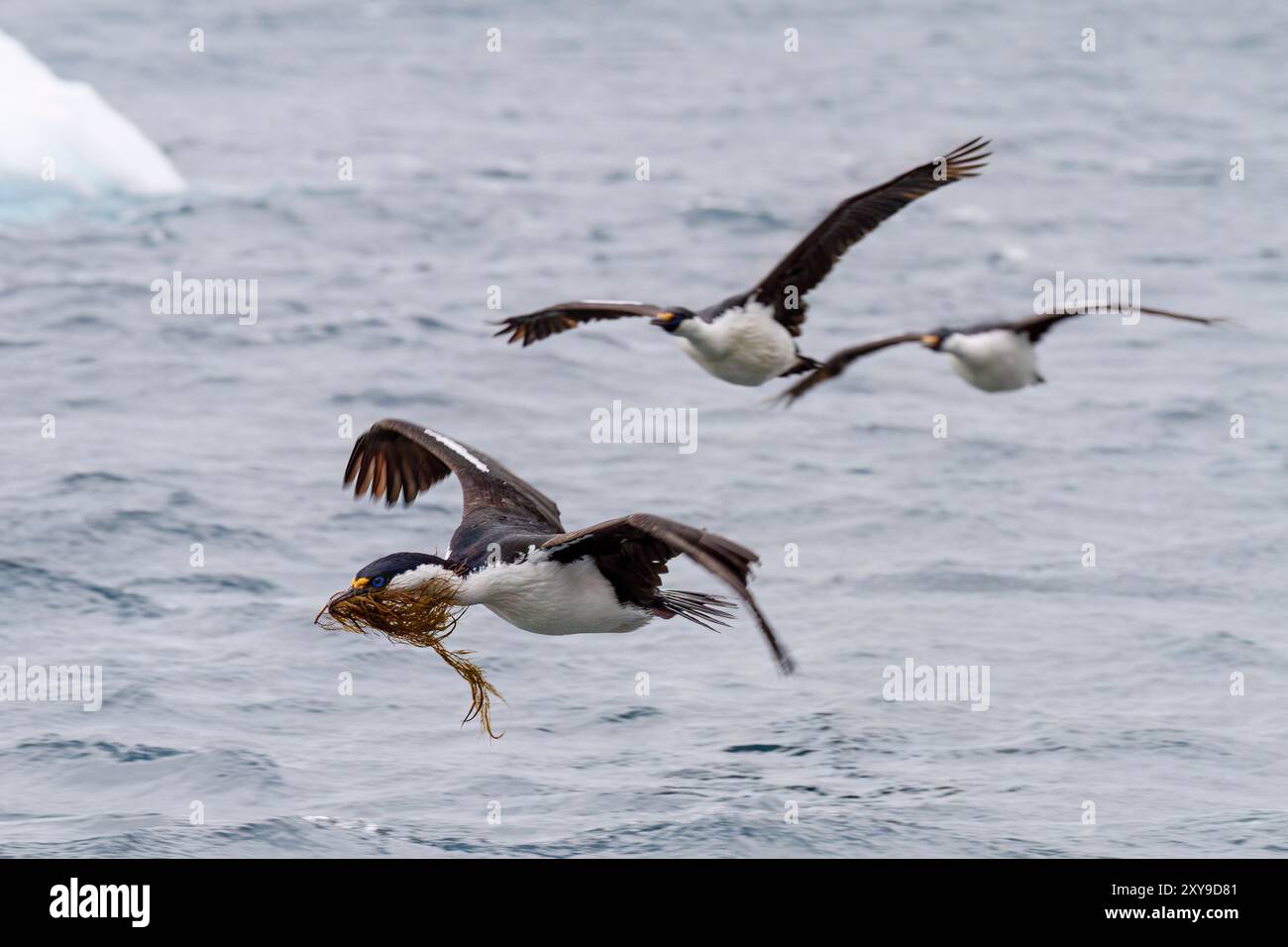Antarctic shag, Phalacrocorax atriceps bransfieldensis, in flight with ...